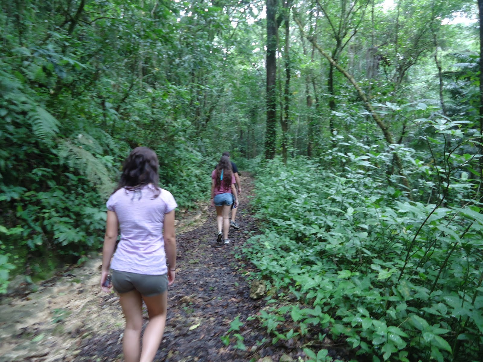 La Vuelta a Puerto Rico en la Silver Van…: Caminando por el Bosque Río ...