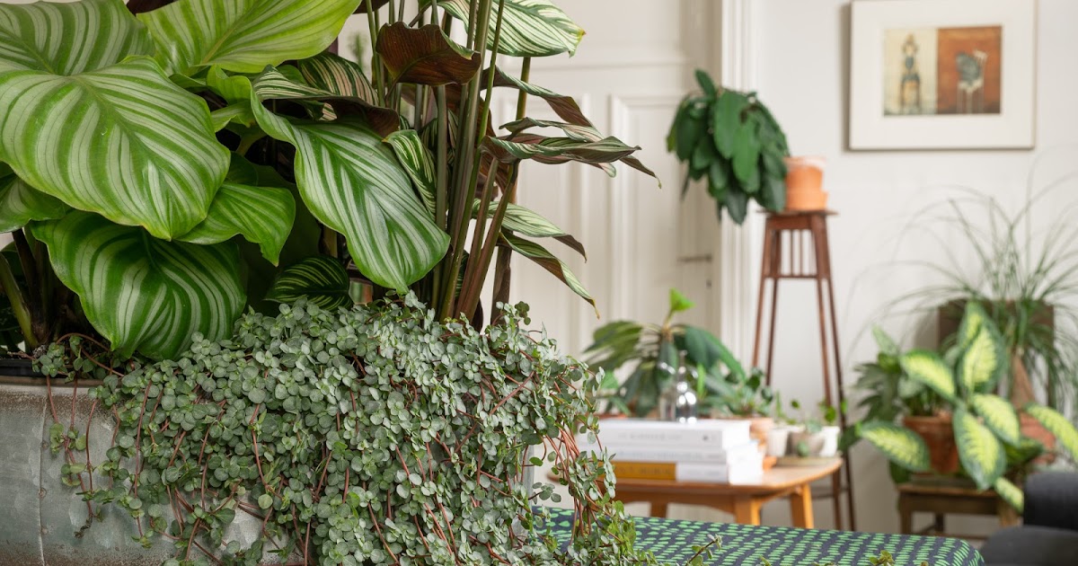 HERNEPENSASKUJANNE: Viherkasvit luovat mukavan kotoisaa tunnelmaa