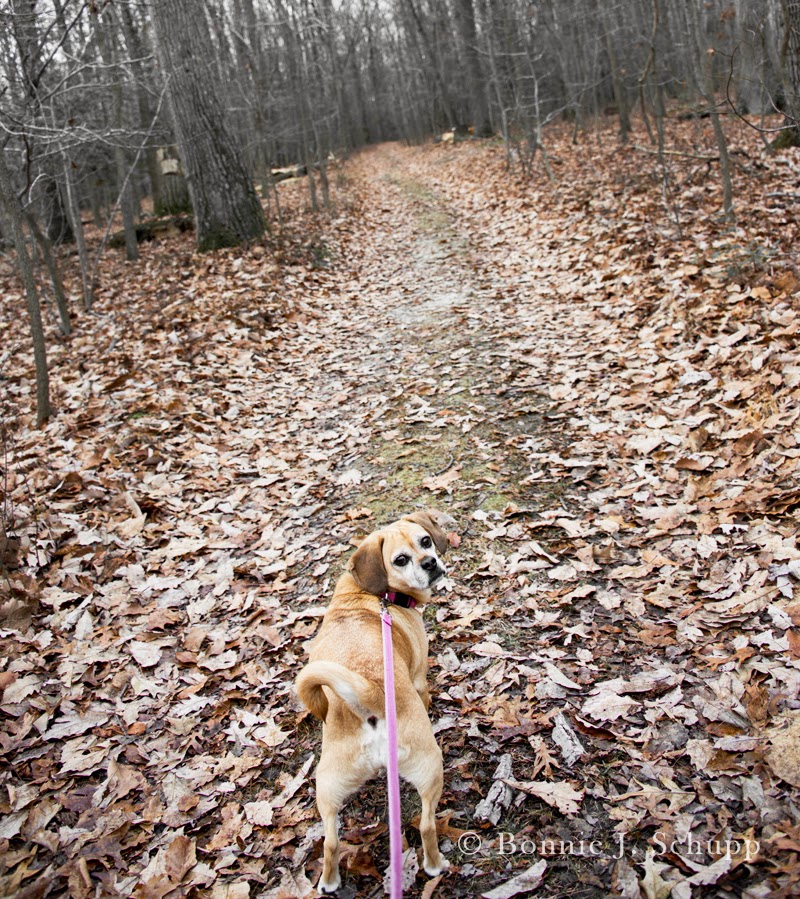 Journeys: Day 19 - Puggle Lesson