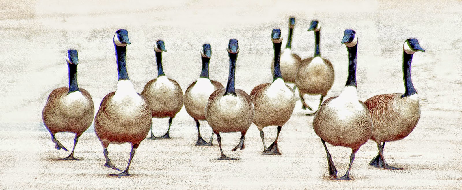 Almost in Focus | Danny Gilleland |: Geese on Parade