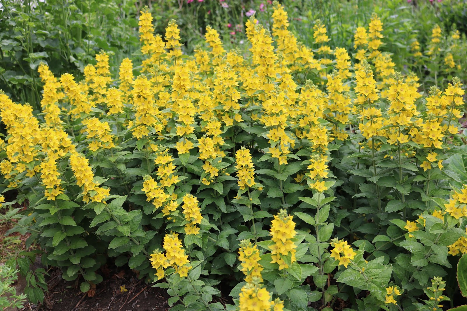 MAIKUN KUKKA JA RISU: HYVÄÄ JUHANNUSTA IHAN KAIKILLE YSTÄVÄISENI JA ...