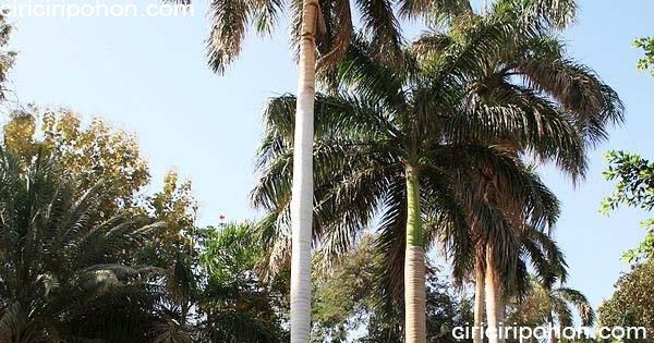 Morfologi Umum yang Dimiliki Pohon Palem Raja - Ciriciripohon.com