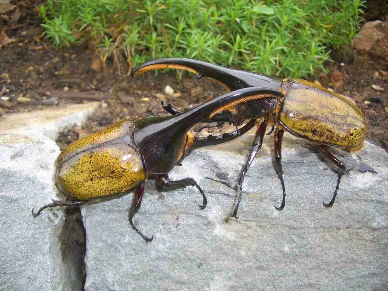 BiorOrbs: O Besouro Hércules: A Força dos Deuses