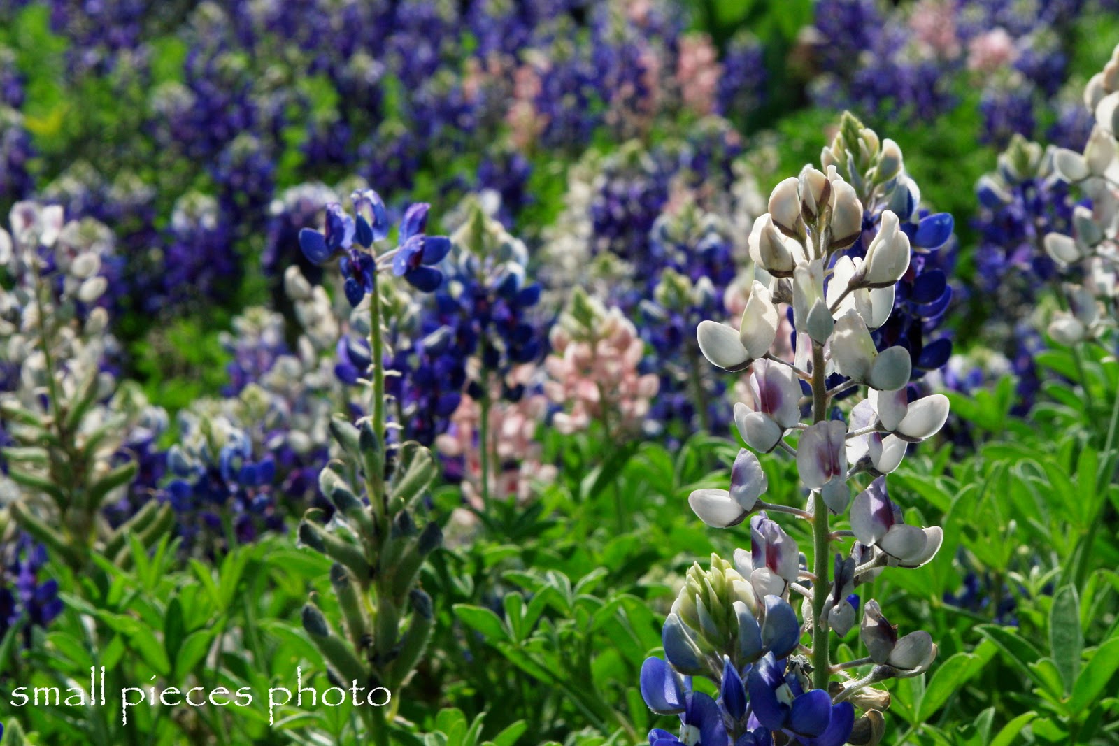 Behind the Small Pieces: Texas Blue/Pink/White and Maroon Blue Bonnets!!
