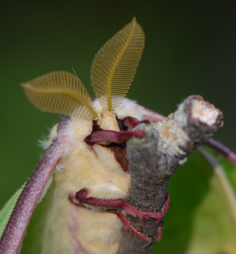 Ohio Birds and Biodiversity: Luna moth