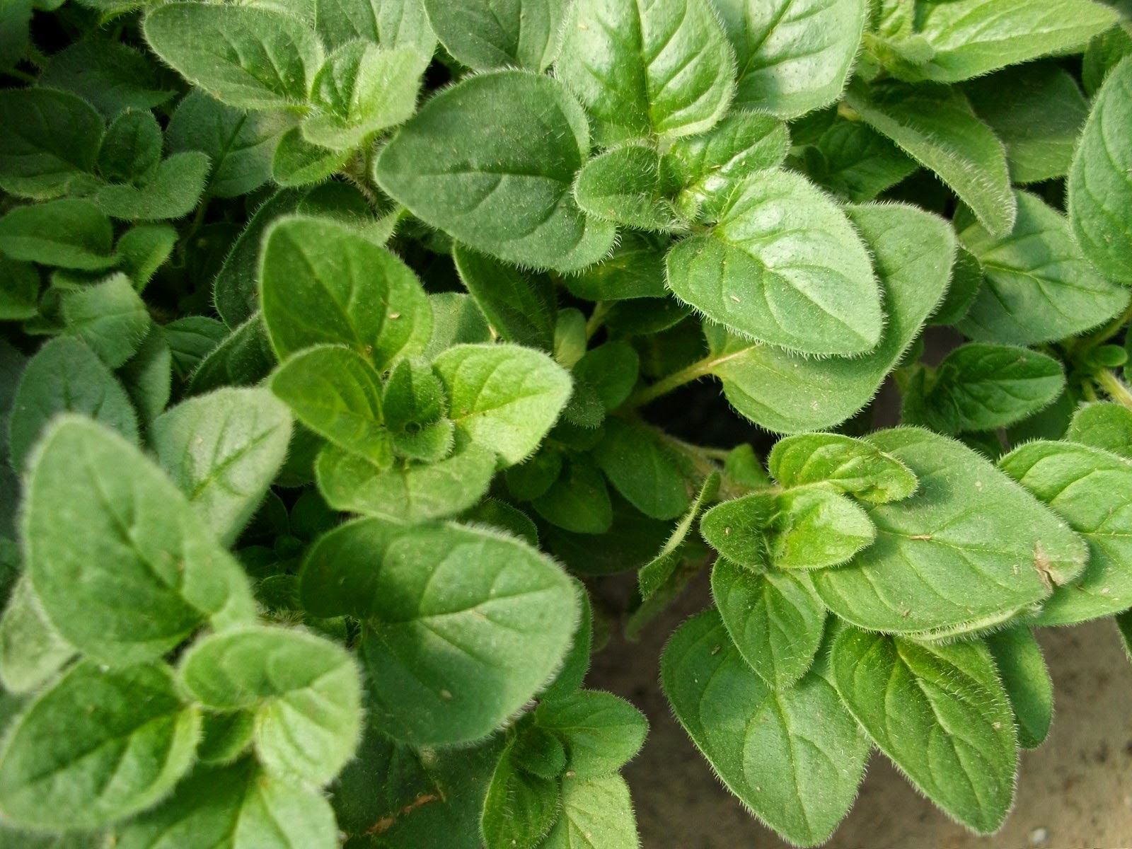 Salud Vital: Hierbas medicinales propiedades