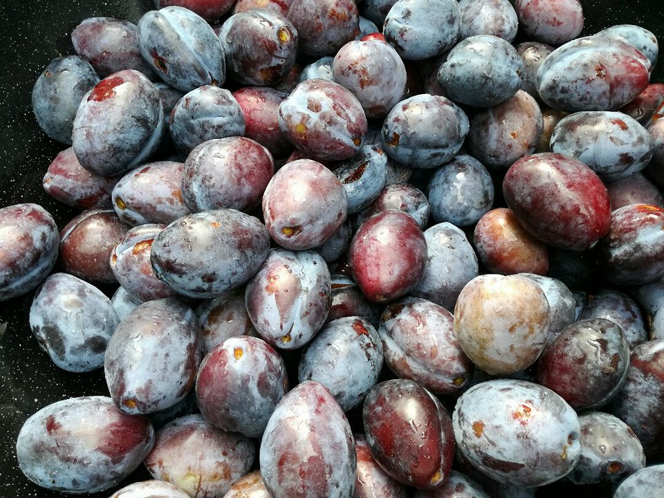 cele patru anotimpuri: Prune