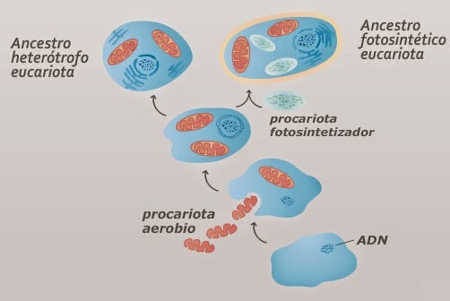 Blog de Biología y Geología: Teoría endosimbiótica