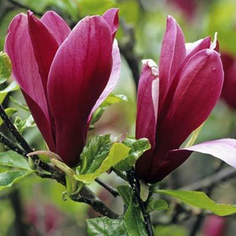 Ini Ia 4 Jenis Bunga Cempaka Yang Cukup Terkenal Di Indonesia - Lim ...