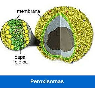 PEROXISOMAS