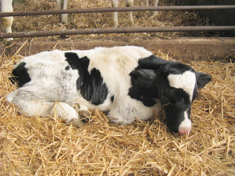 Happily married...to the cows!: The Calf With the Broken Leg...Part 1...