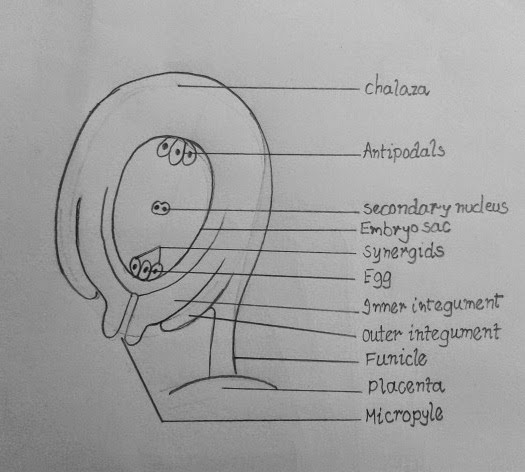 DRAW IT NEAT: How to draw ovule