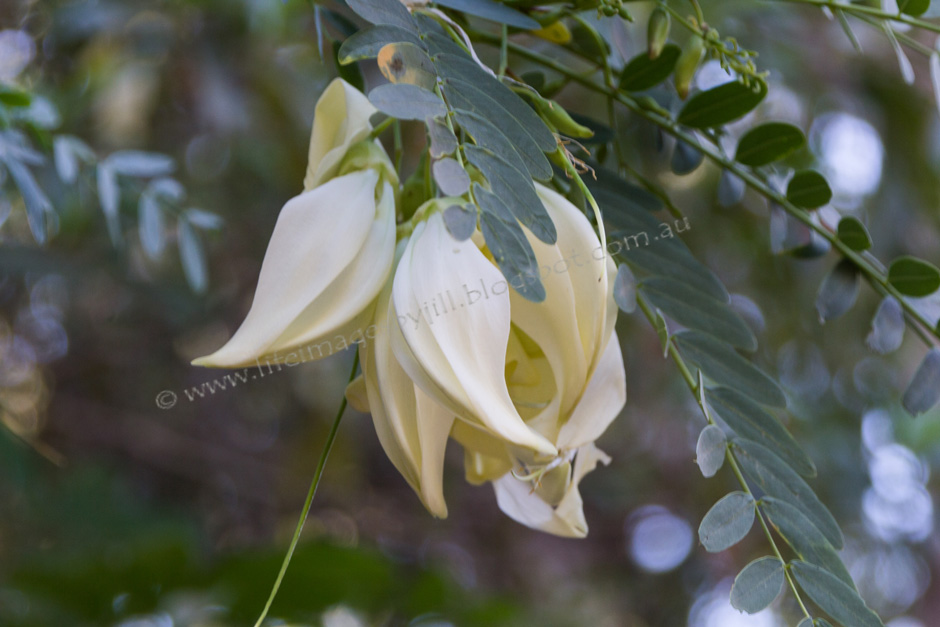 Life Images by Jill: The White Dragon Tree of Northern Australia ...