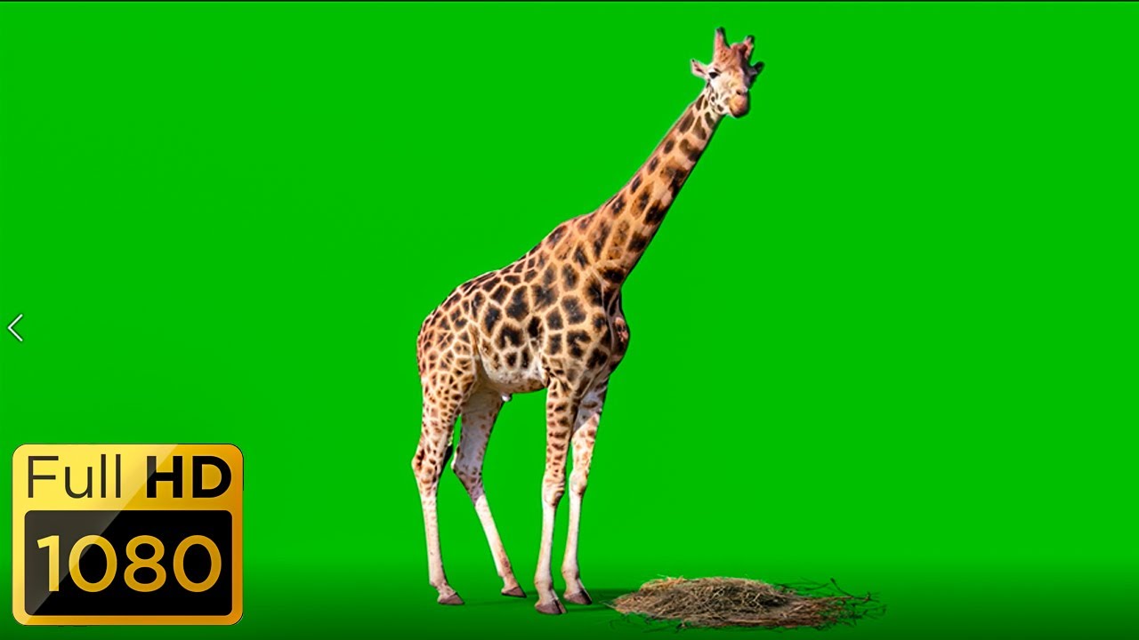 Giraffe Green Screen Footage