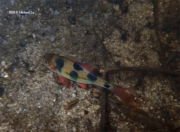 The rainforests of Borneo & Southeast Asia: Freshwater underwater world ...
