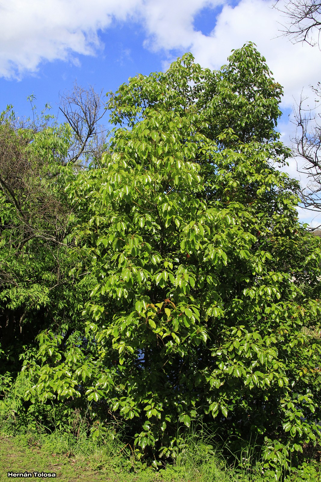 Flora Bonaerense: Alcanforero (Cinnamomum camphora)