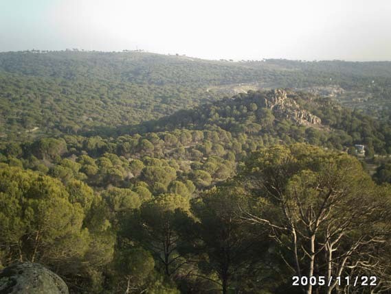 Senderismo para tod@s: Pinar de Almorox/Almorox