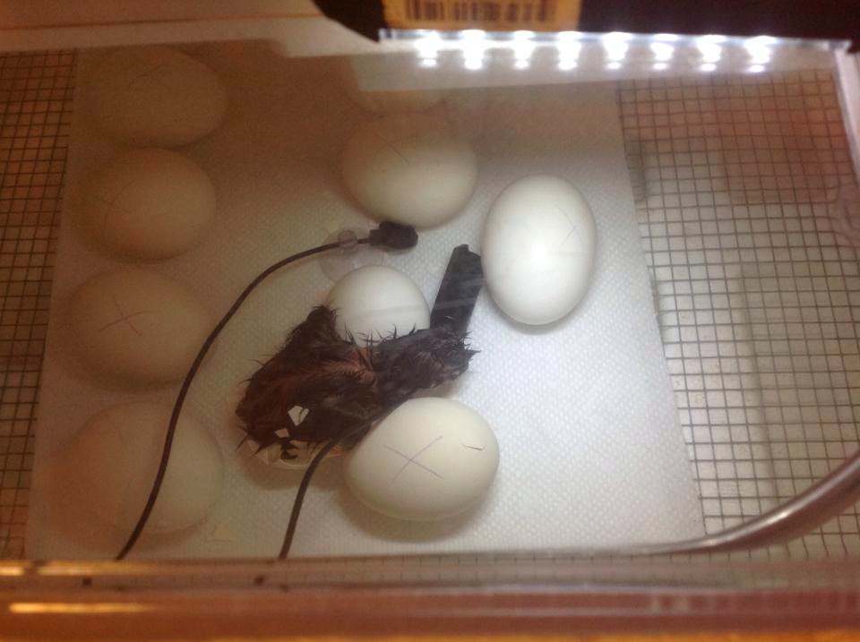 Hatching Chicken Eggs 101 - Amy K Fewell | Homesteading for the Kingdom