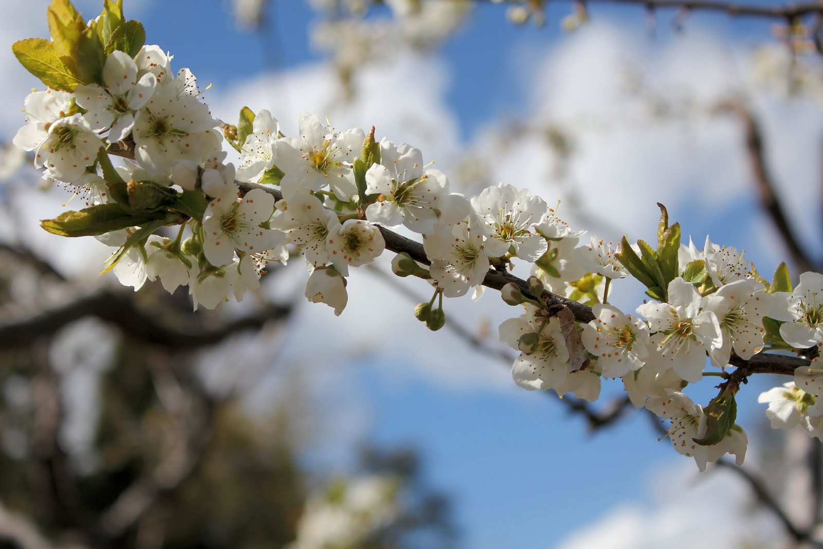 My Mountain Garden Gleanings: Cherry and Plum Trees in Bloom