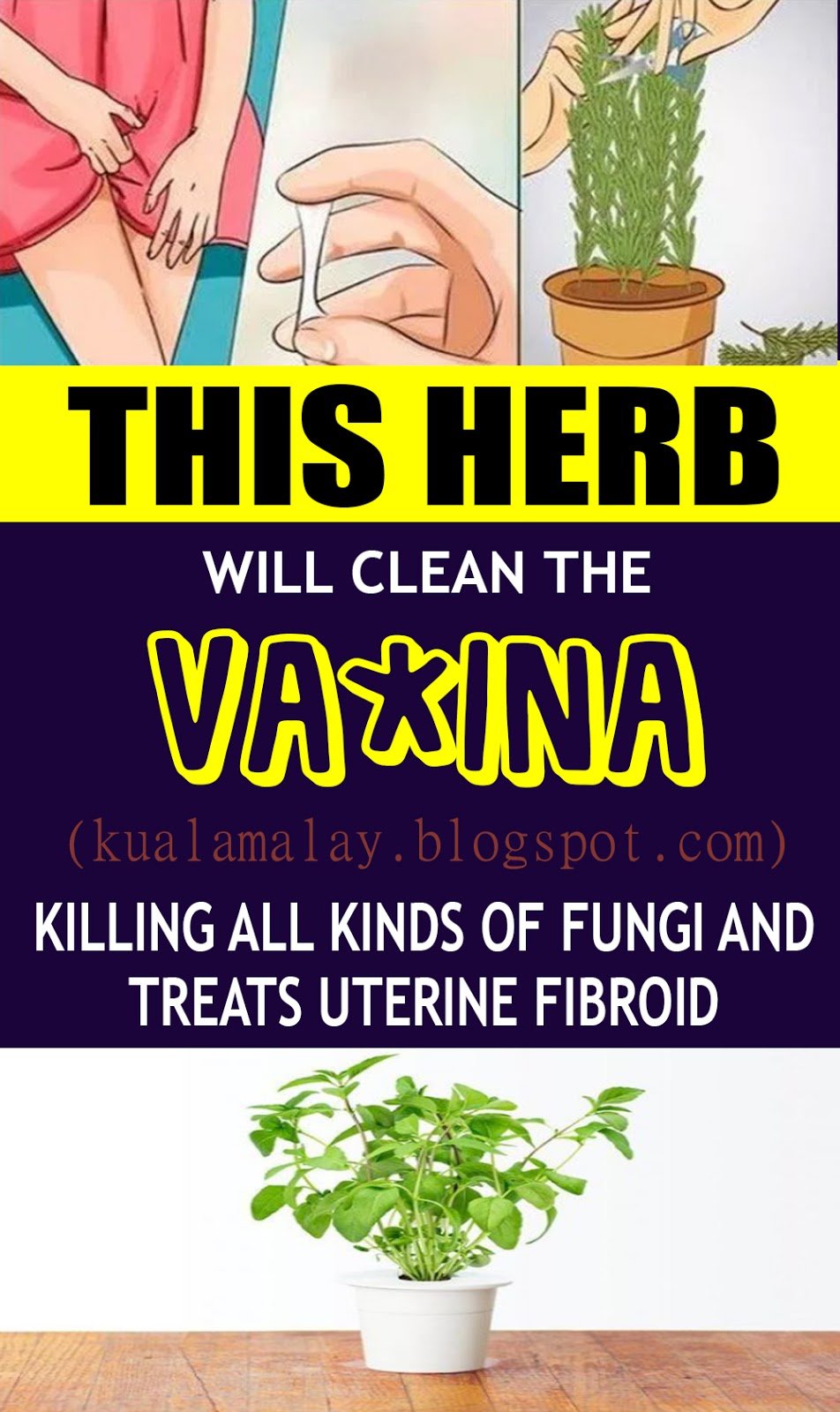 This Herb Will Clean The Va*ina Killing All Kinds Of Fungi And Treats ...