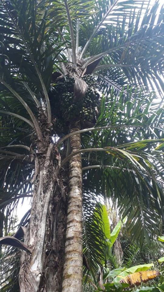 El Chontaduro... siembra, cuidado, cosecha, producción.