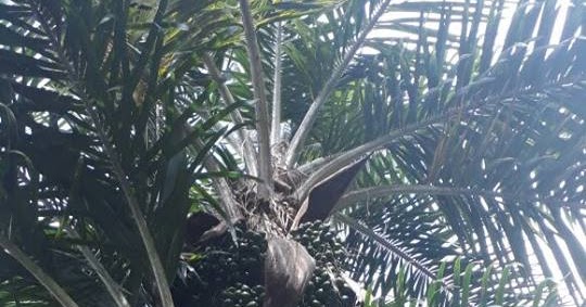 El Chontaduro... siembra, cuidado, cosecha, producción.