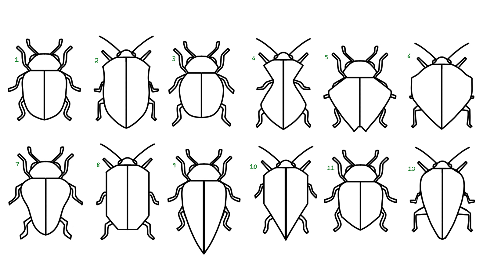 Adaptation B: Beetle Shapes ~ Kayliegh Anderson