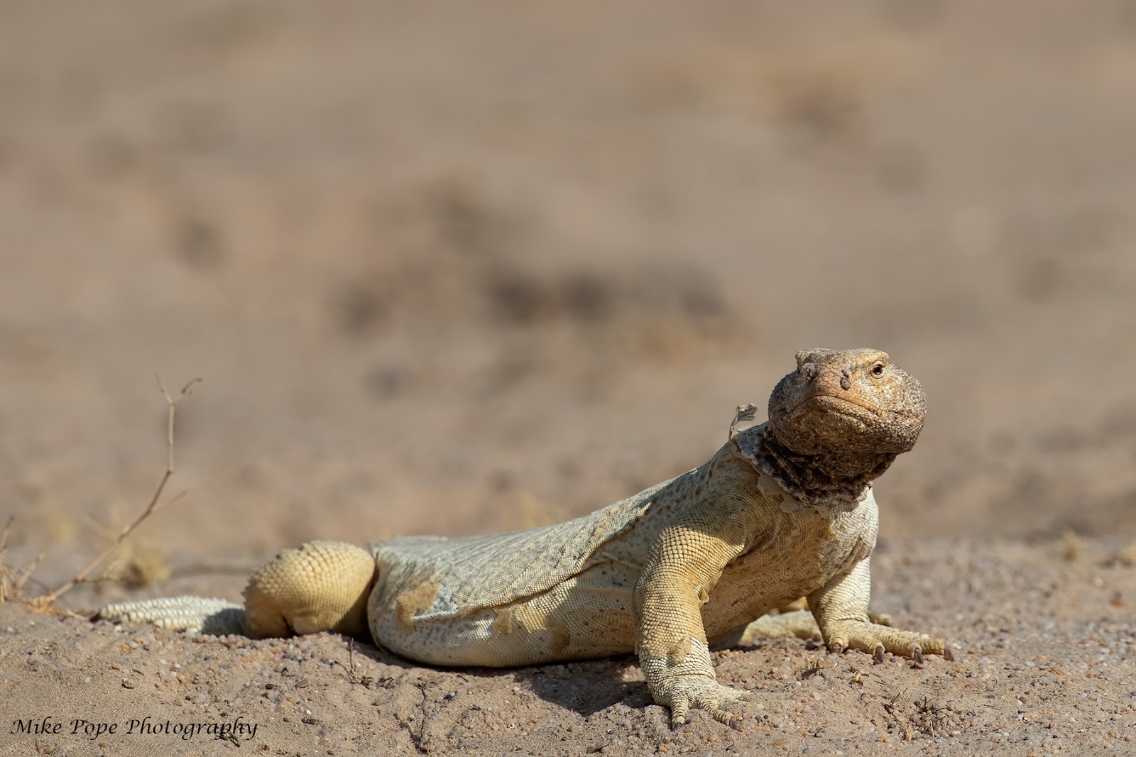 Kuwait Birding: July 2020