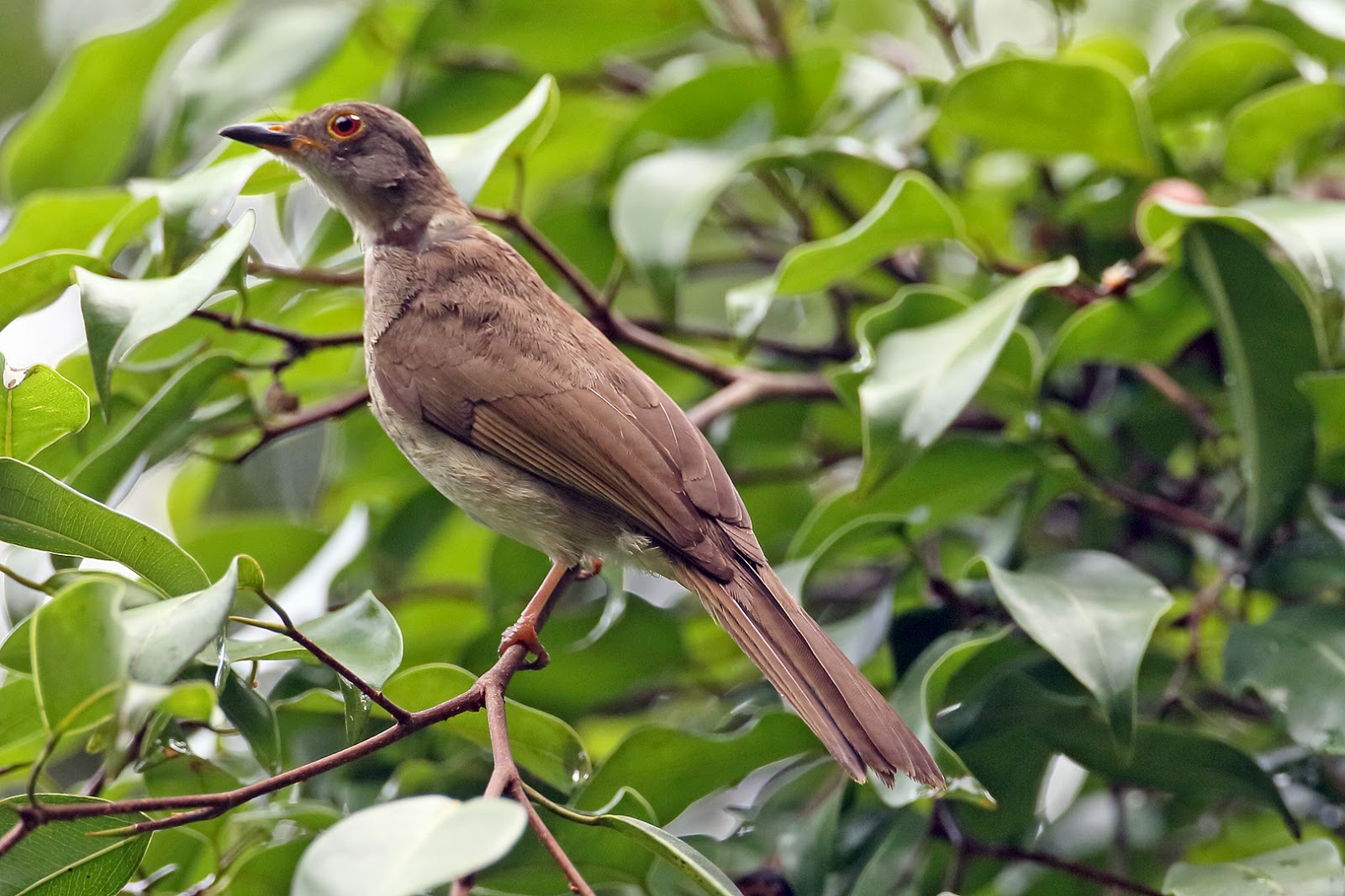Taman Negara: the Merapoh entrance