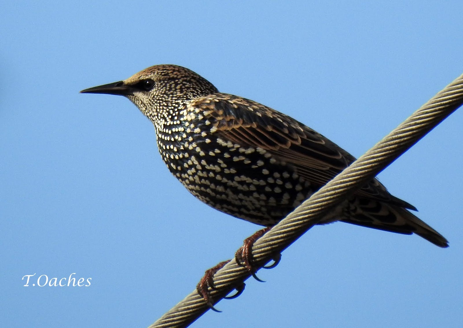 PASARI DIN ROMANIA: GRAUR (1), Sturnus vulgaris