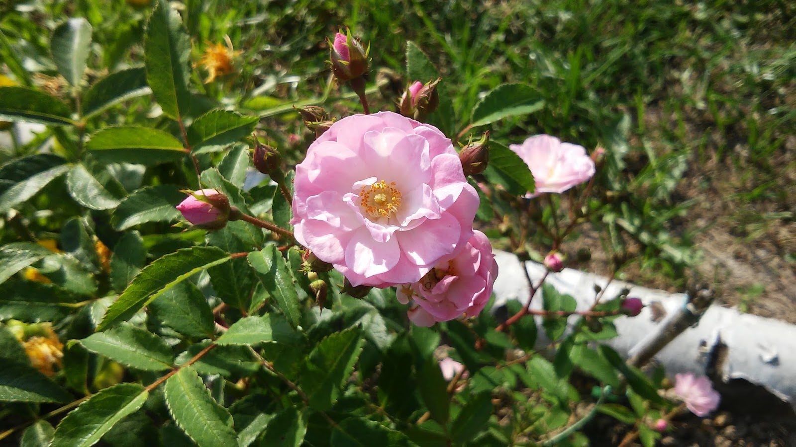 Ranczo Elma: Róża (Rosa) Heavenly Pink