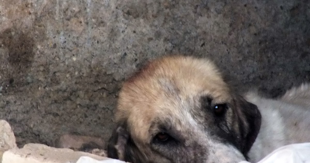 What Are The Early Signs Of Distemper In Dogs