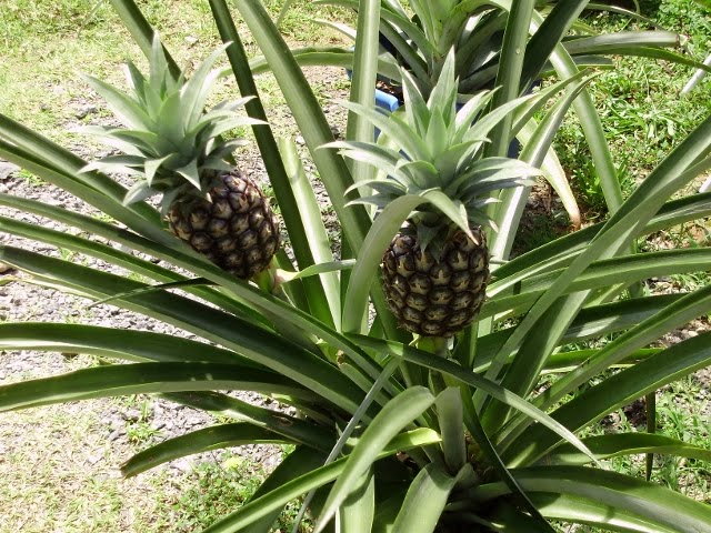 Tropical Plants By T-Bird: Pineapples 2010: Aerial Suckers