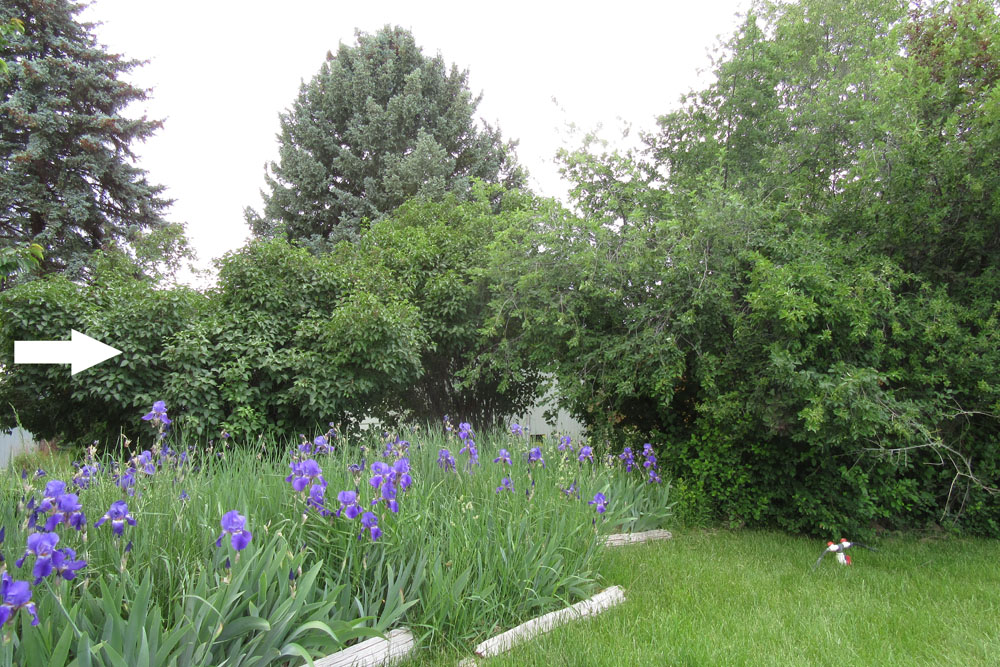 Mother Nature's Montrose Garden: Plant of the Month (June) : Western ...