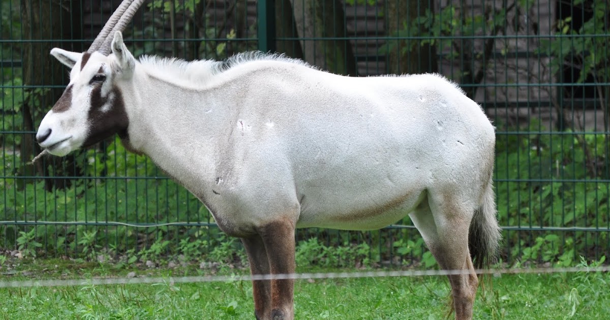 ZOOTOGRAFIANDO (6.100 ANIMALS): ORIX DE ARABIA / ARABIAN ORYX (Oryx ...