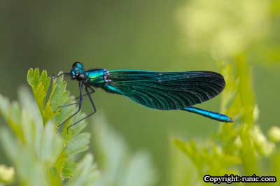 World Top 5z: Top 5 Beautiful Insects (2)