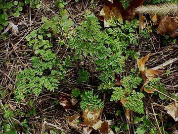 Extension to the 3rd Degree: Weed Watch: Poison Hemlock