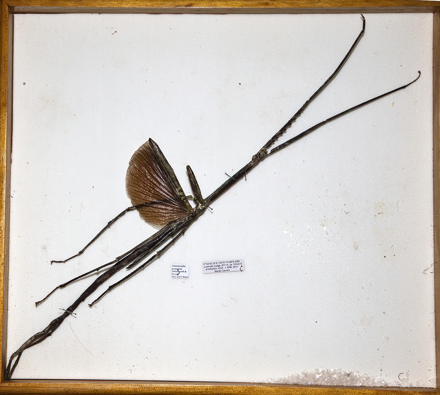 BunyipCo: Australia's (and Probably the World's) Longest Insect