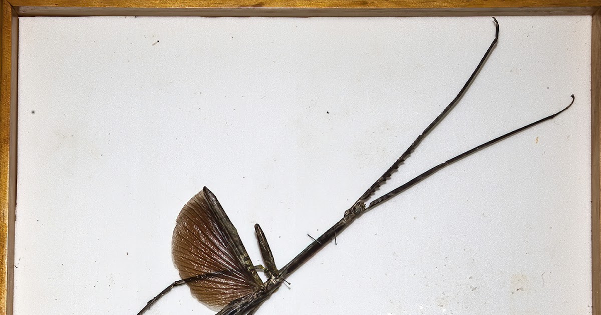 BunyipCo: Australia's (and Probably the World's) Longest Insect