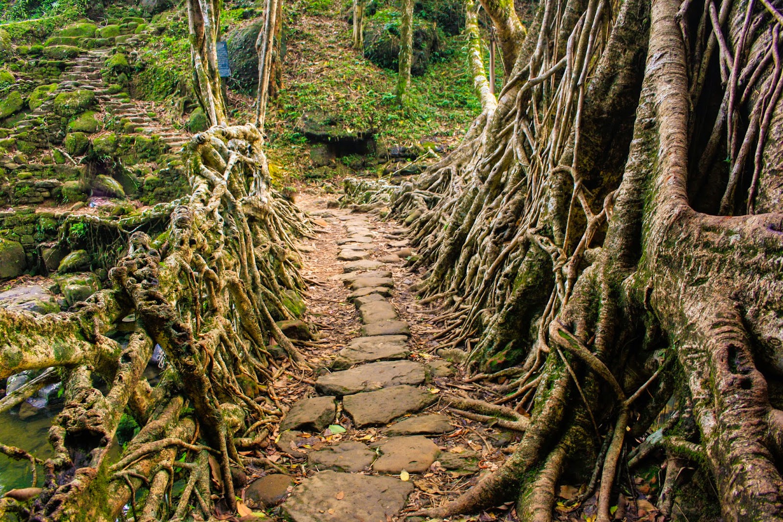 Wandering Recollections: The Living Root Bridge of Riwai