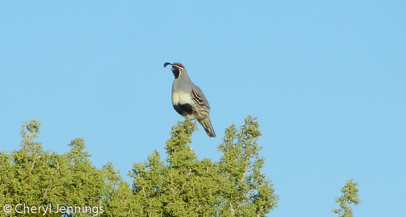 Squirrel's View: Joshua Tree National Park - birds and critters