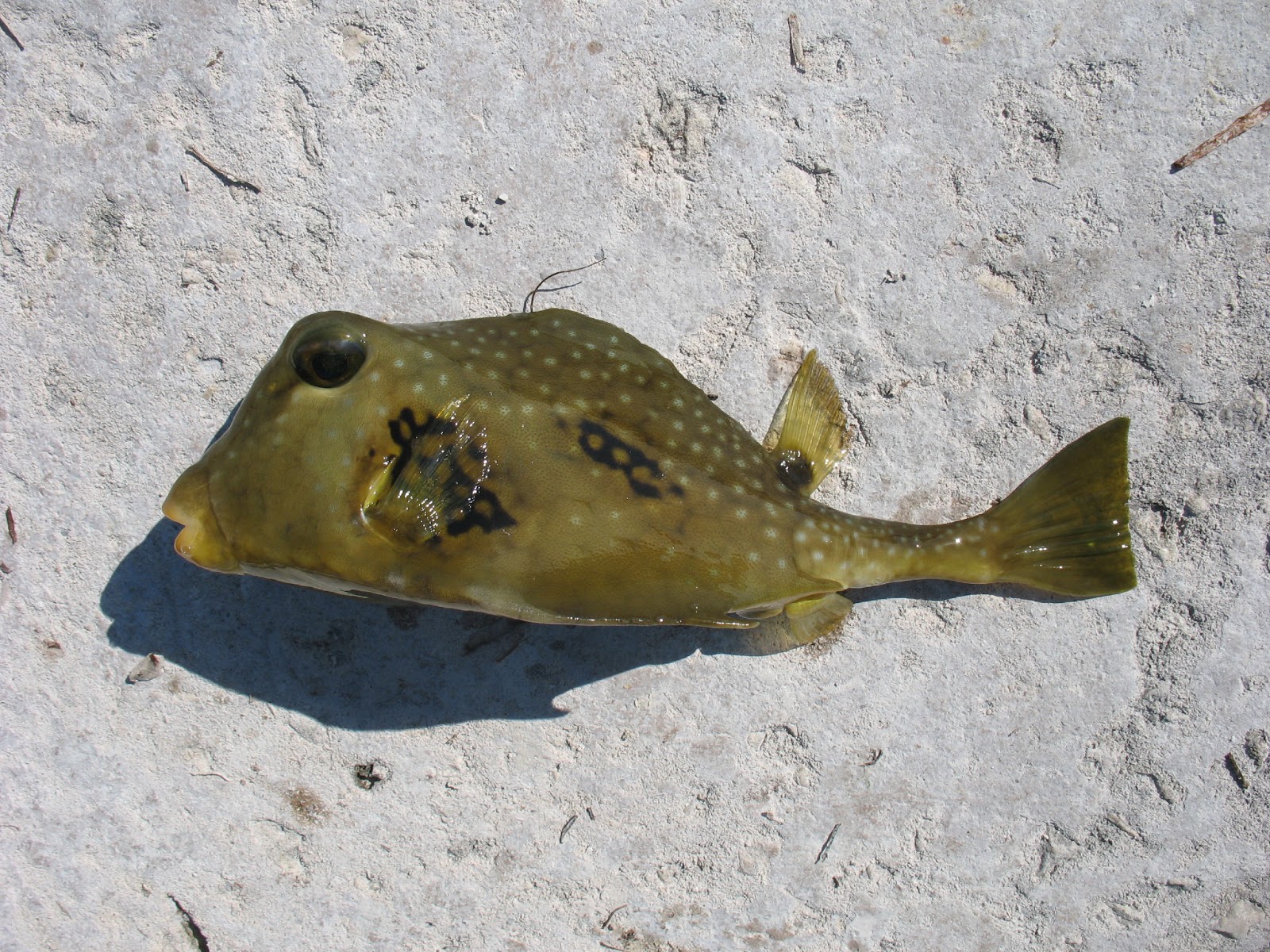 MuskieBait Adventures: 2012 Florida Road Trip (Day 8)