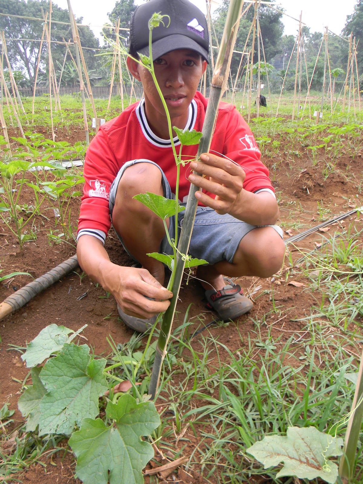 Tanaman Oyong (Luffa acutangula)