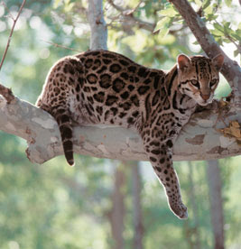 Nombre Clave: Oneiric Ocelot ... Ubuntu 11.10