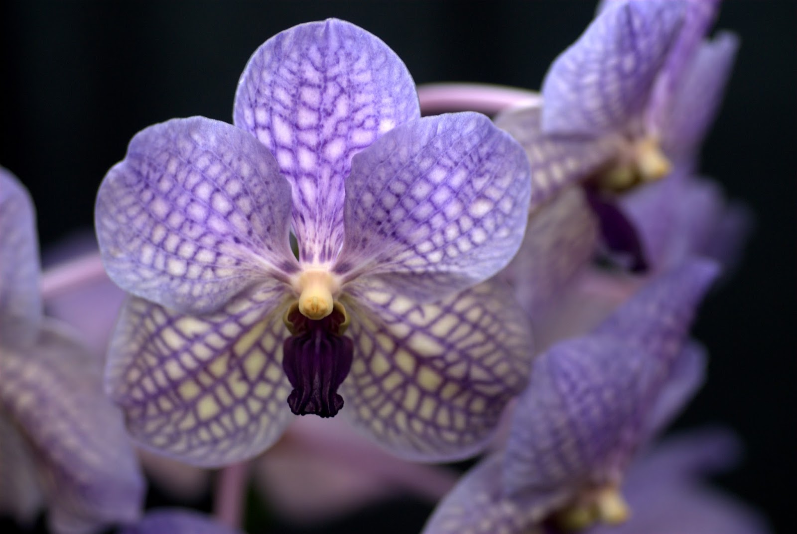 Maria's Orchids: 10/01/2016 - 11/01/2016