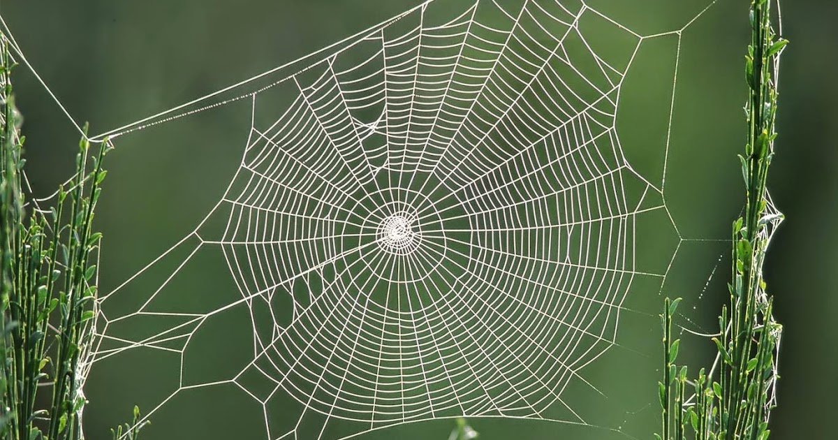 ANG KAPAYAPAAN: Ang Bahay Ng Gagamba - (ikalawang edisyon)