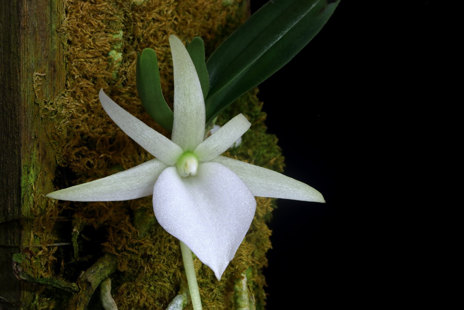 Angraecum rutenbergianum orchid plant care and culture | Travaldo's blog