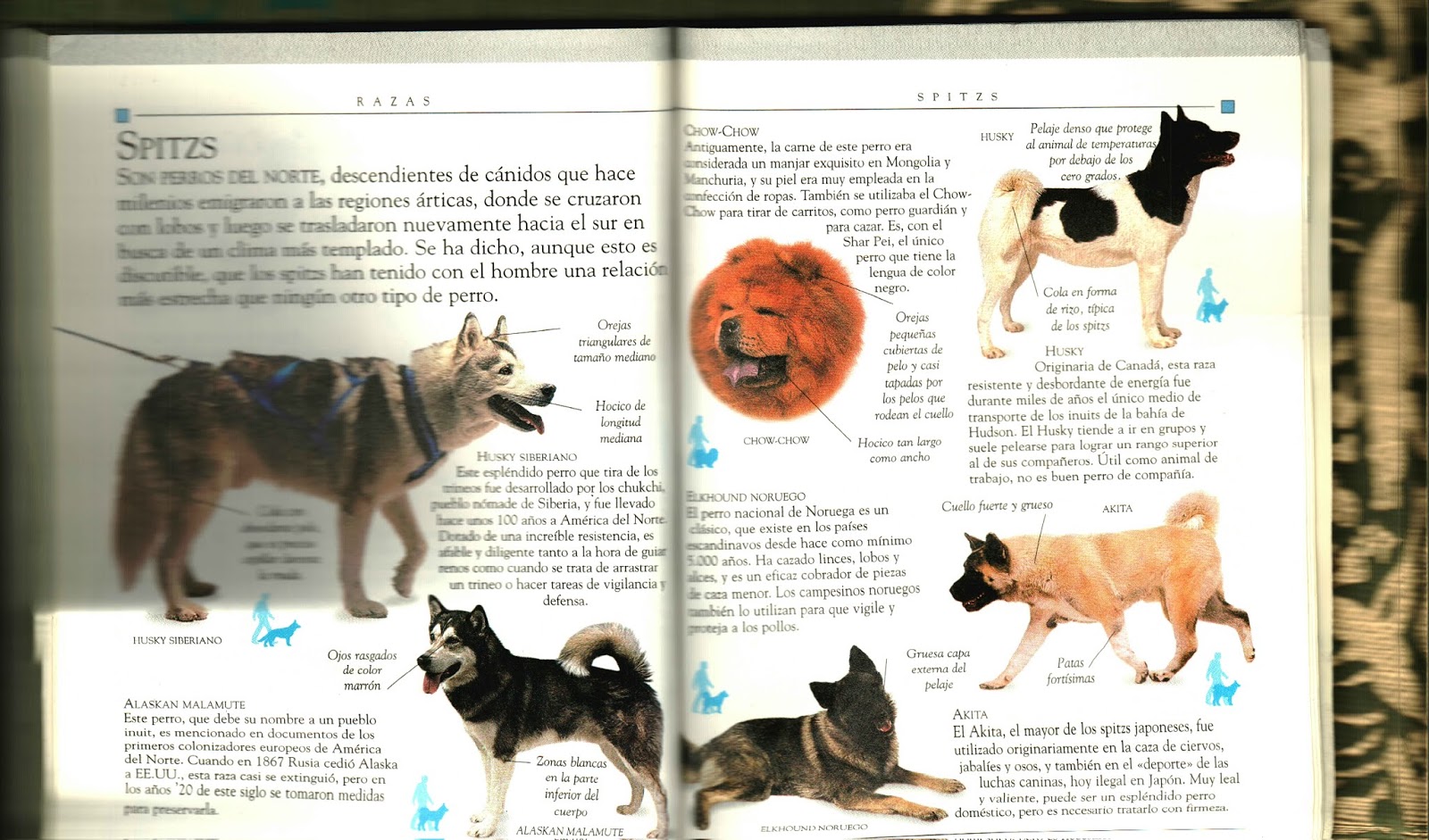 PERROS Y GATOS FAMOSOS: PERROS (MINILIBRO ILUSTRADO DE LA COLECCION ...