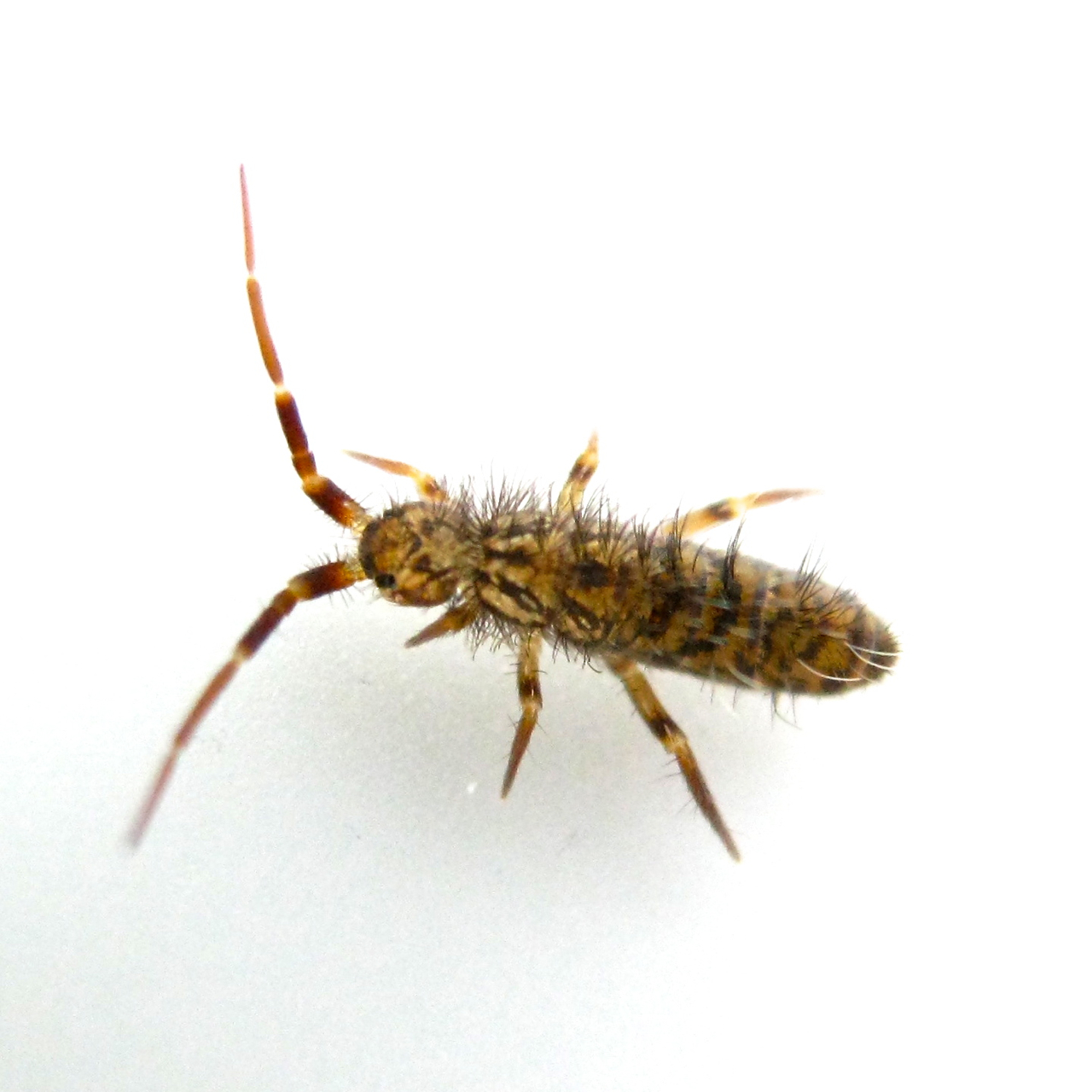 BugBlog: A little collection of litter springtails