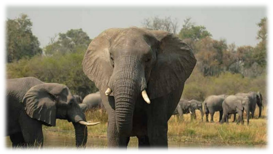 GESTAÇÃO e PARTO das ELEFANTAS